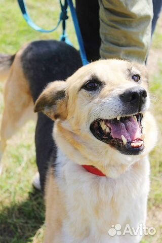 Мия - прима приюта, красавица и умница, ищет дом