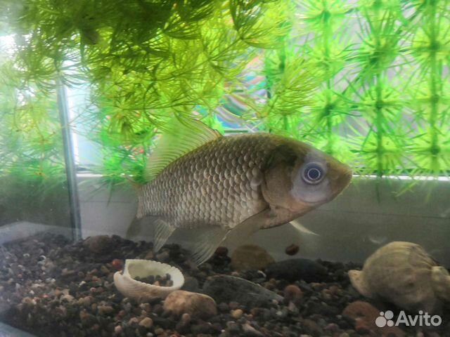 Карась аквариумный