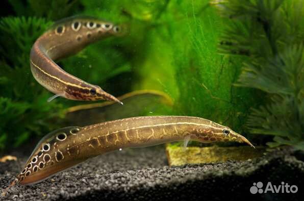 Макрагнатус рыбки