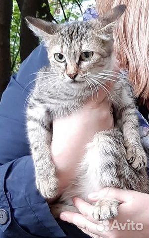 Найден котенок девочка