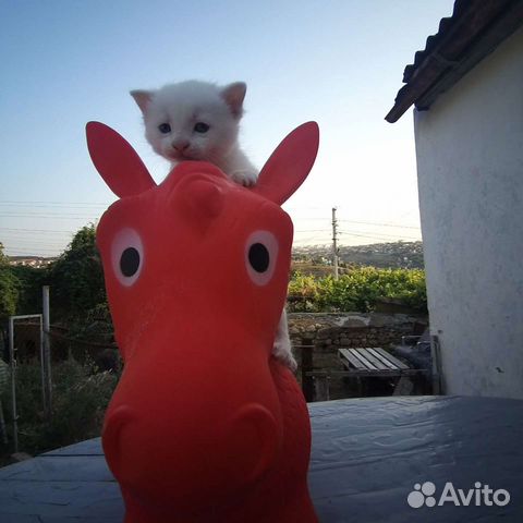 Котёнок шотланско - британской породы
