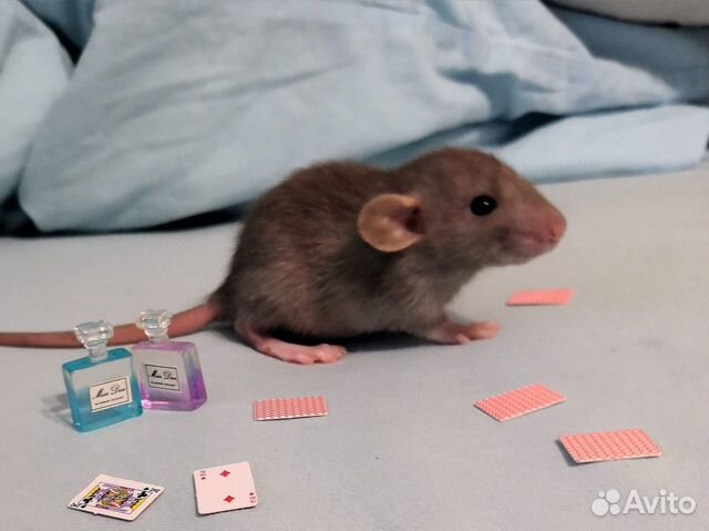 Крыса Дамбо