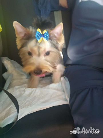 Йоркширский терьер стандарт