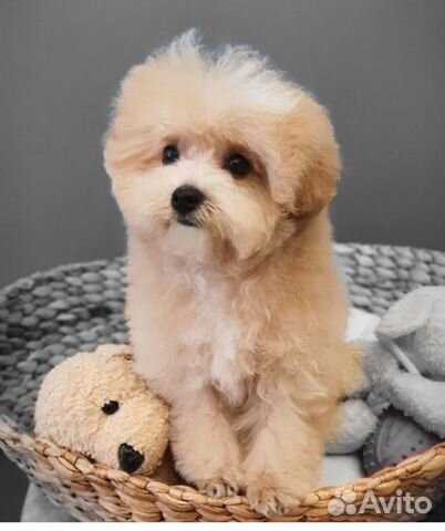 Мальтипу мальчикиF1