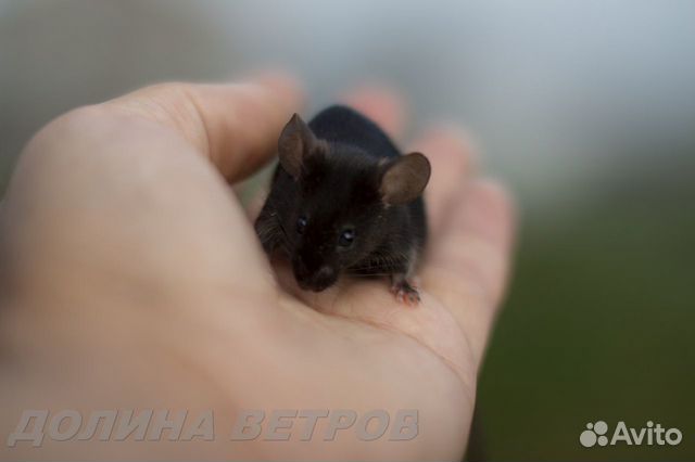 Черная мышка селф девочка