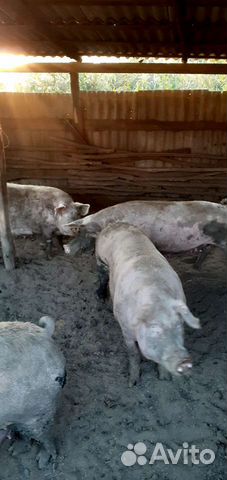 Продаются свиноматки