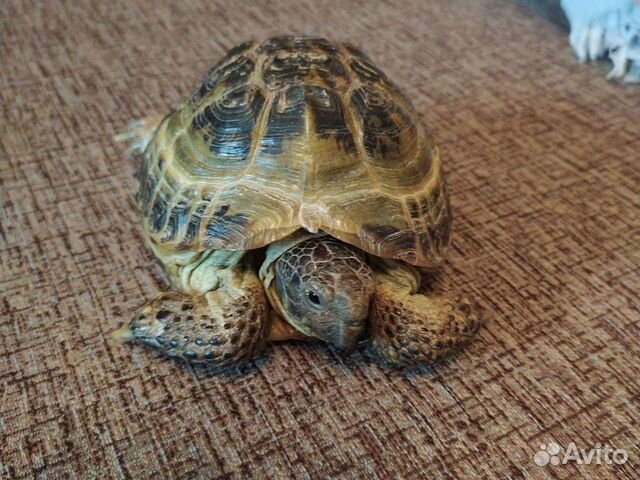 Черепаха сухопутная