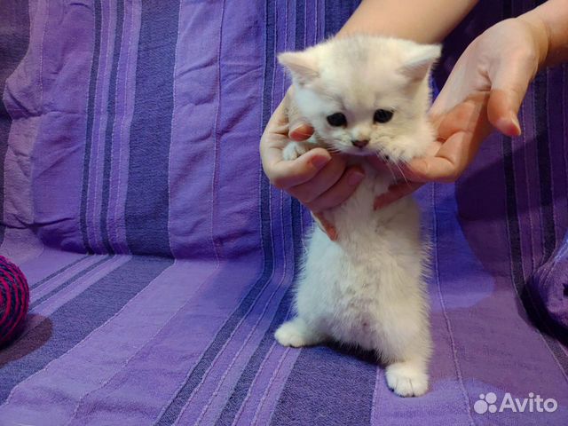 Котенок, британка, девочка