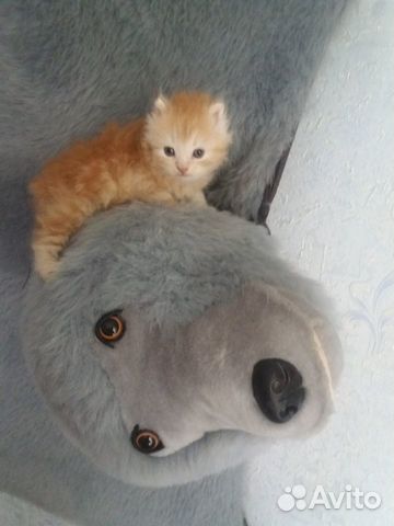 Персидский котик