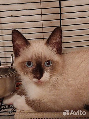 Котенок