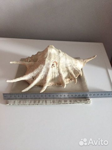 Ракушка морская большая