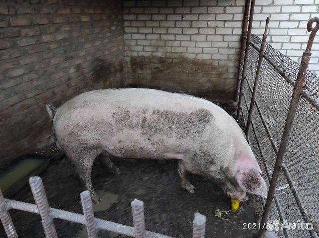 Продам хряка на племя