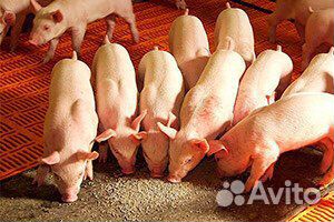 Парасята 2Месяца