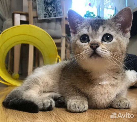 Котенок породы Манчкин