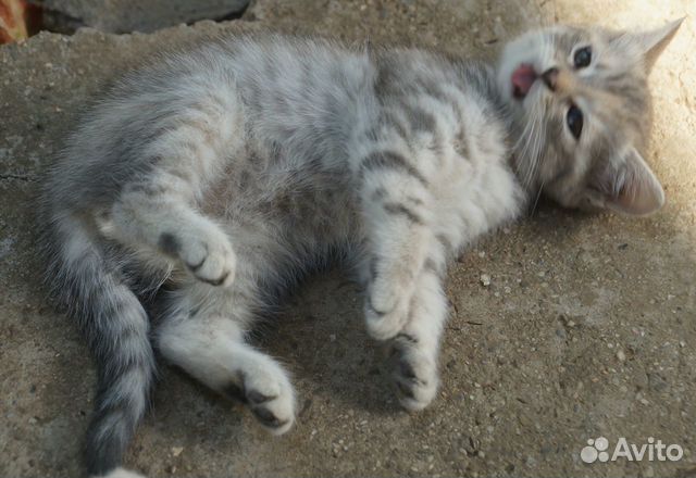 Котята в г. Саки в хорошие руки бесплатно