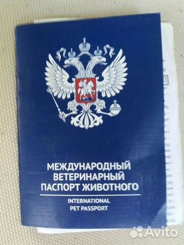 Щенки кане корсо от шикарных родителей