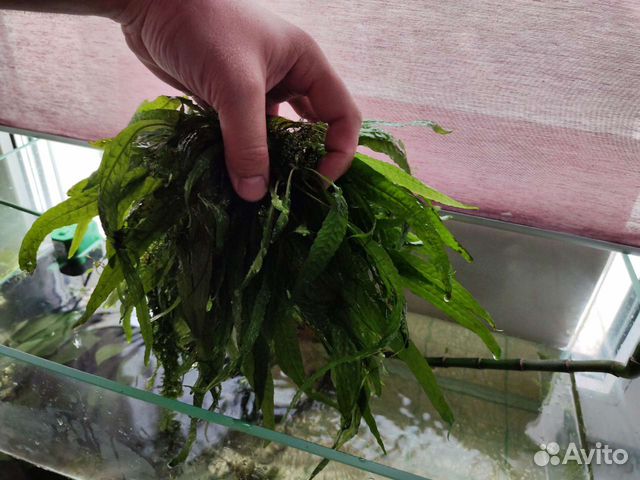 Аквариумные растения