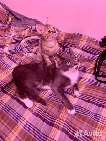 Кот