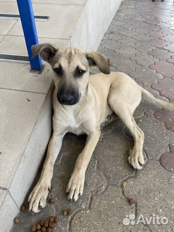 Собака щенок