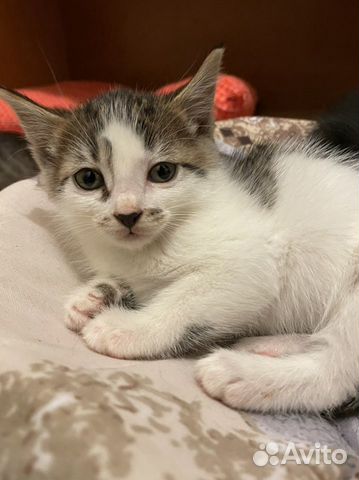 Котенок девочка 1 месяц