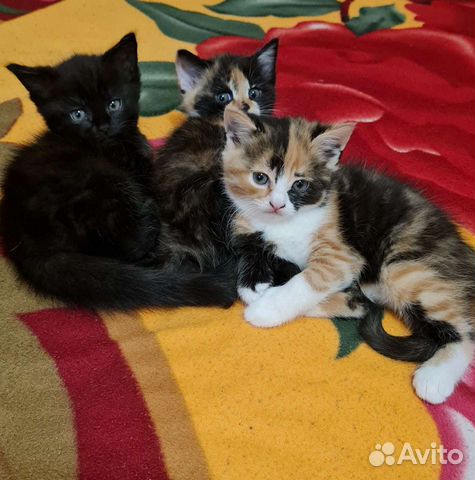 Кошки в добрые руки