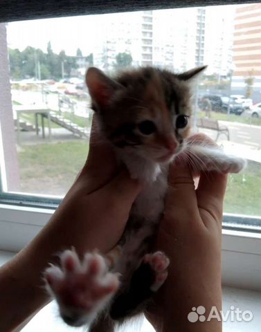 Котята