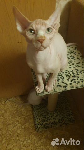 Котик Гуччи