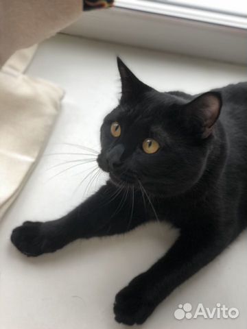 Котик Тоша ищет дом