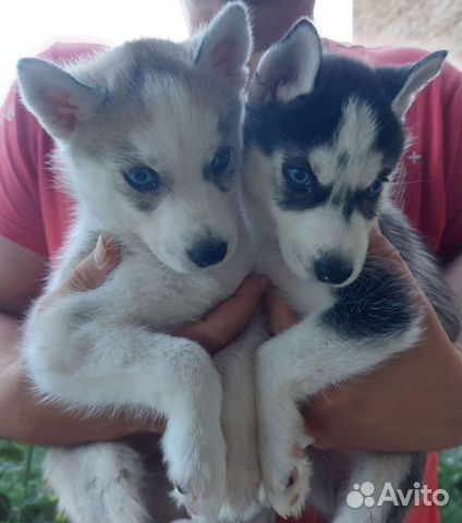 Сибирский хаски