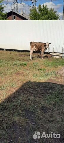 Телка телочка