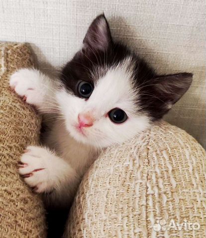 Котенок