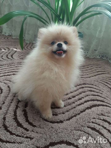 Минни мишки шпицы