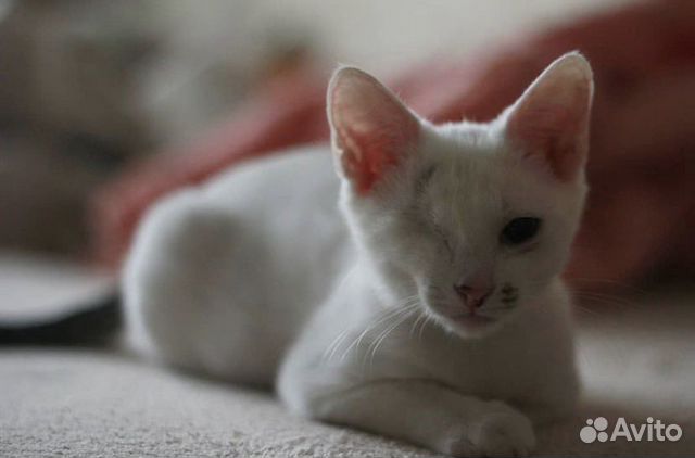 Кот