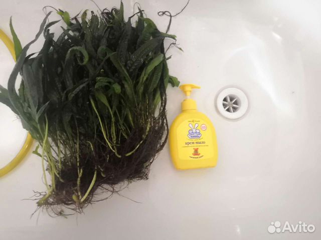 Тайландский папоротник