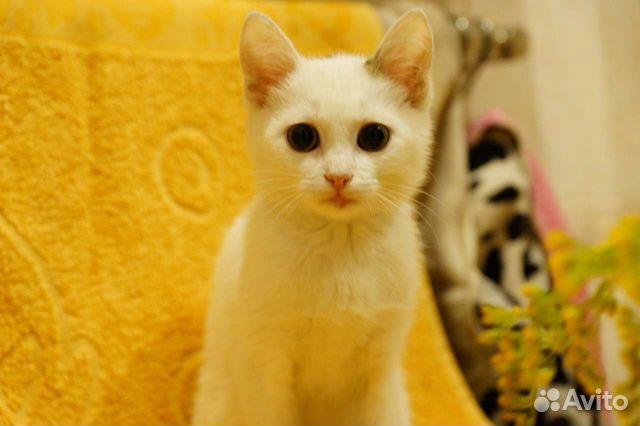 Кошка Мусяня