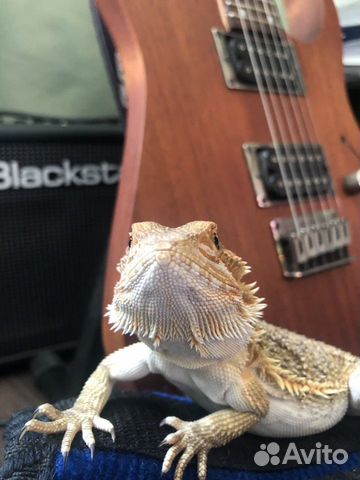 Продам бородатую агаму подростка здоровенького