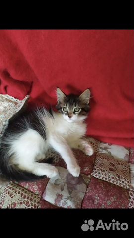 Сибирская метис (мальчик 1,5 мес)