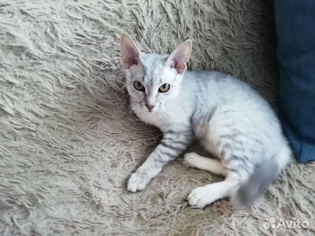 Донской сфинкс