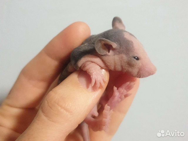 Крыса сфинкс