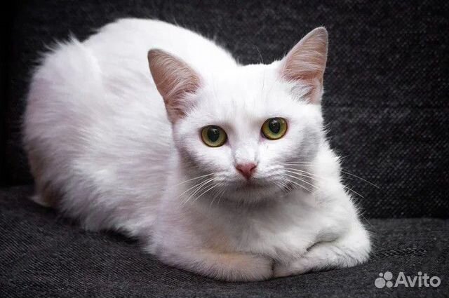 Красивая белая кошечка ищет дом