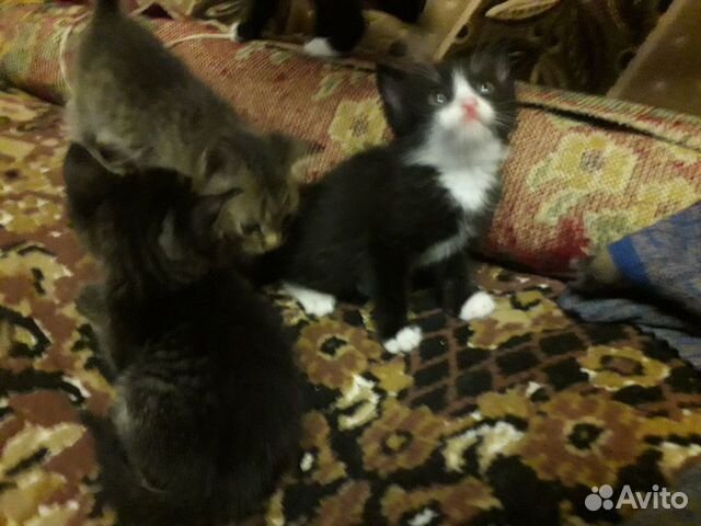 Пятеро игривых котят