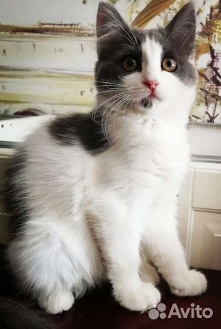 Кошка в дар