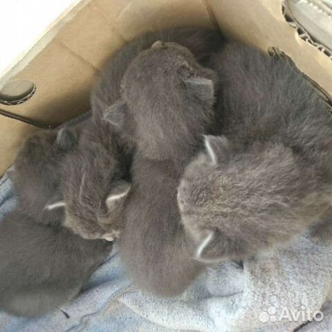 Вислоухие котята бесплатно