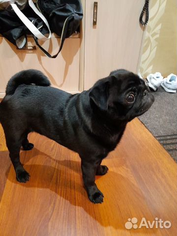 Мопс в хорошие руки