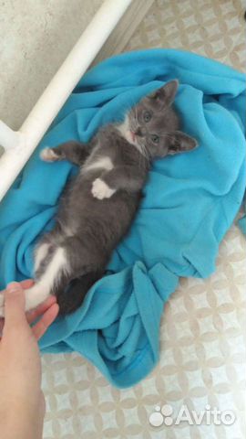 Котенок в добрые руки