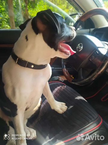 Стаффордширский терьер