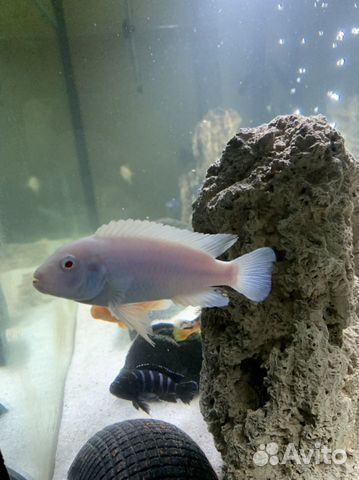 Малавийские цихлиды