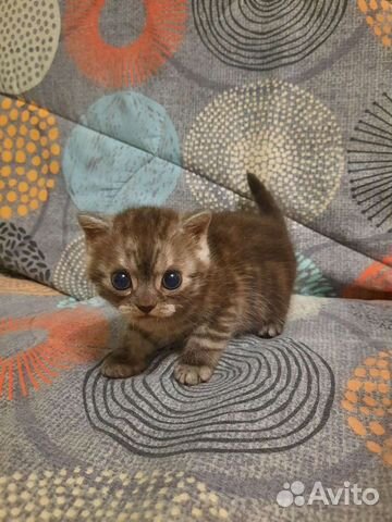 Шотландские