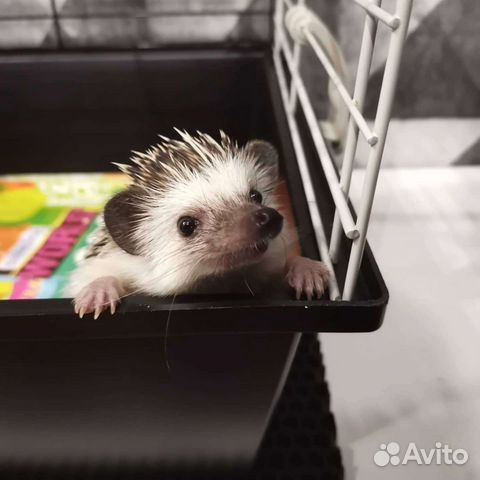Африканский ежик