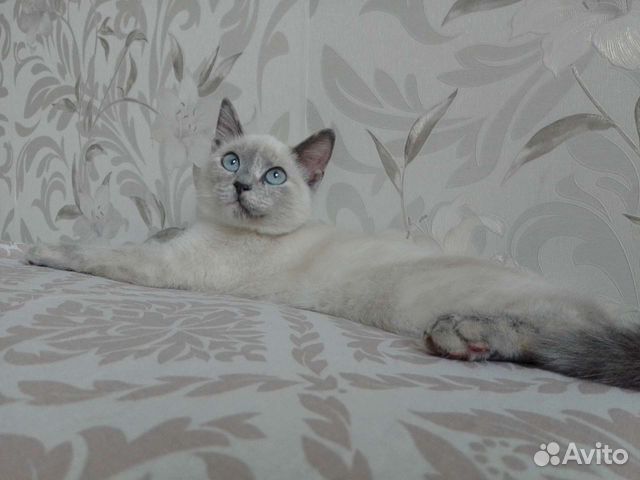 Сиамская кошка ищет кота